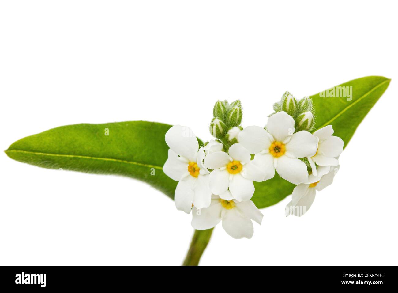 White flowers of Forget-me-not (Myosotis arvensis), isolated on white ...