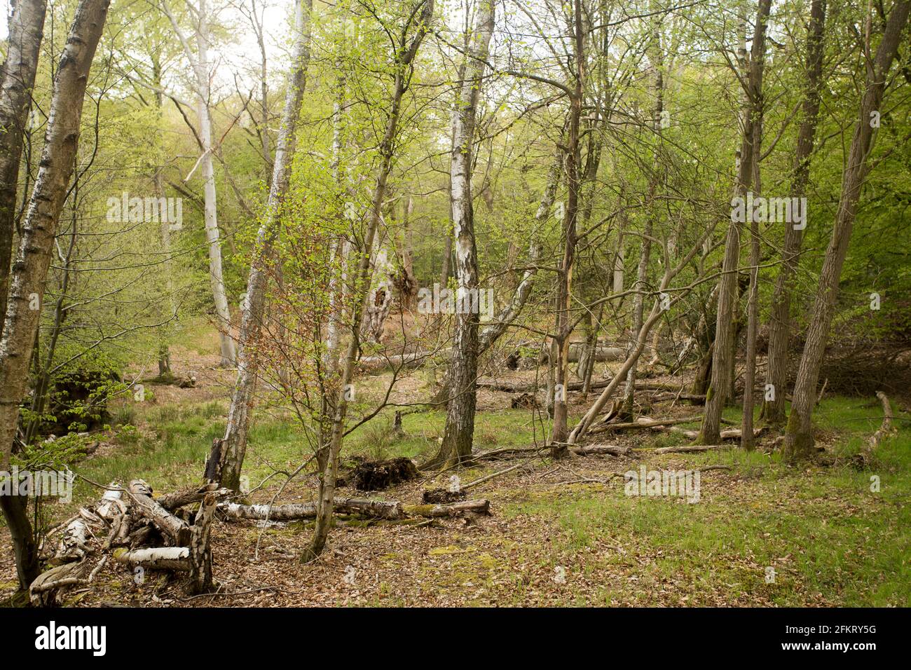 old woodland Epping Forest Stock Photo - Alamy