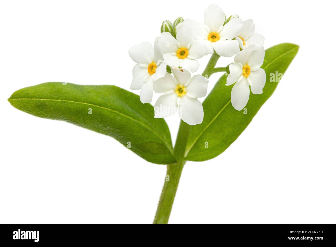 White flowers of Forget-me-not (Myosotis arvensis), isolated on white ...