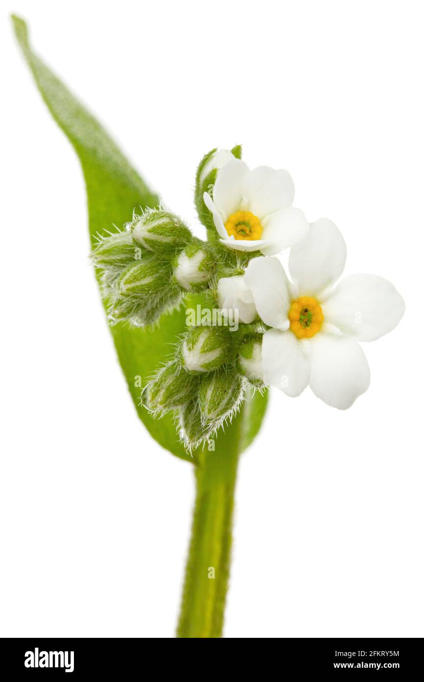 White flowers of Forget-me-not (Myosotis arvensis), isolated on white ...
