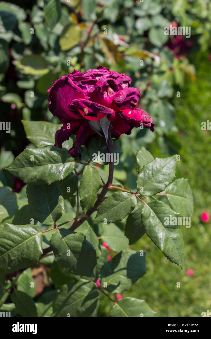Blooming beautiful colorful rose in garden nature background Stock ...