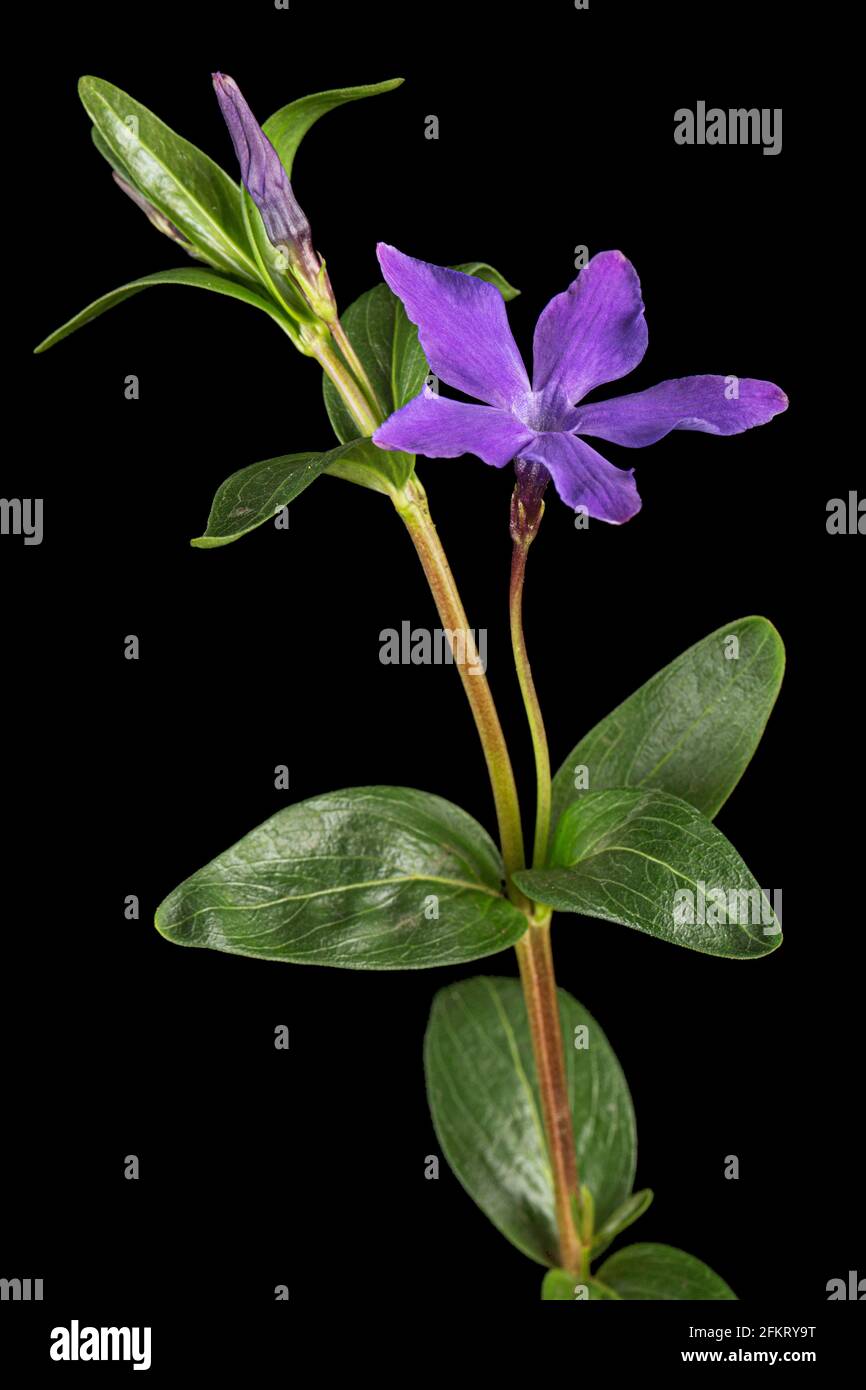 Violet flower of periwinkle, lat. Vinca, isolated on black background ...