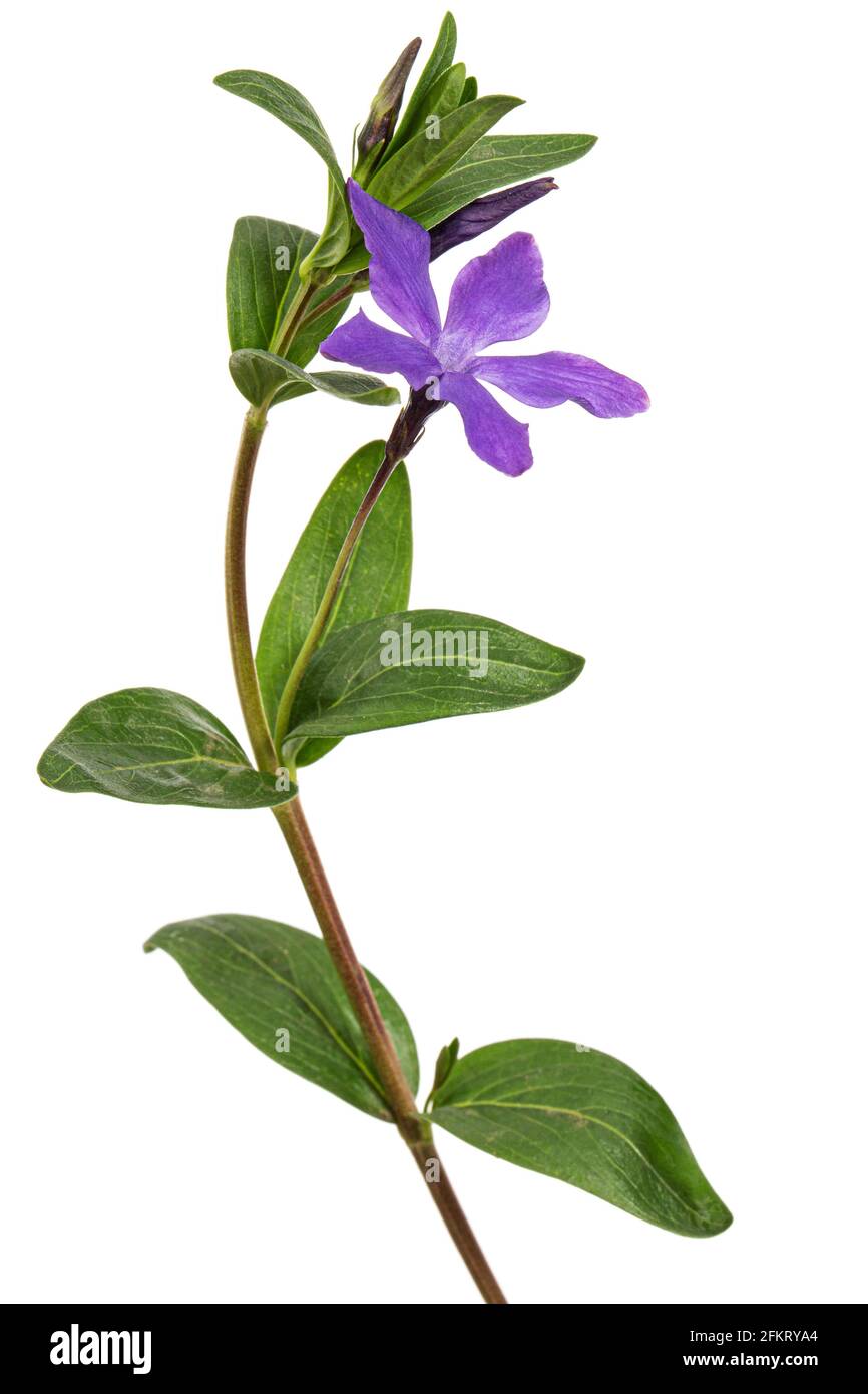 Violet flower of periwinkle, lat. Vinca, isolated on white background ...