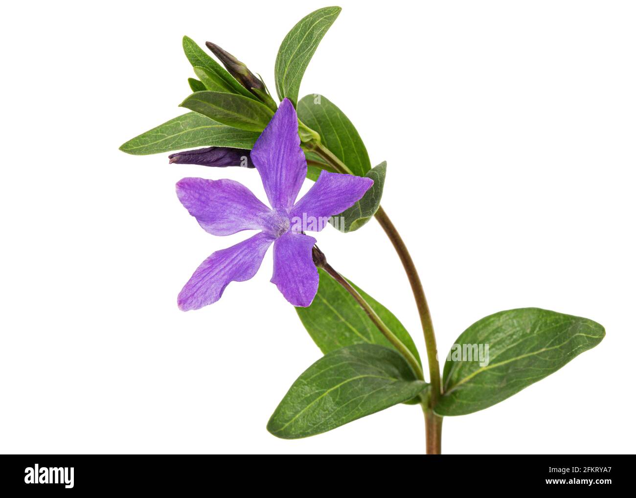 Violet flower of periwinkle, lat. Vinca, isolated on white background ...