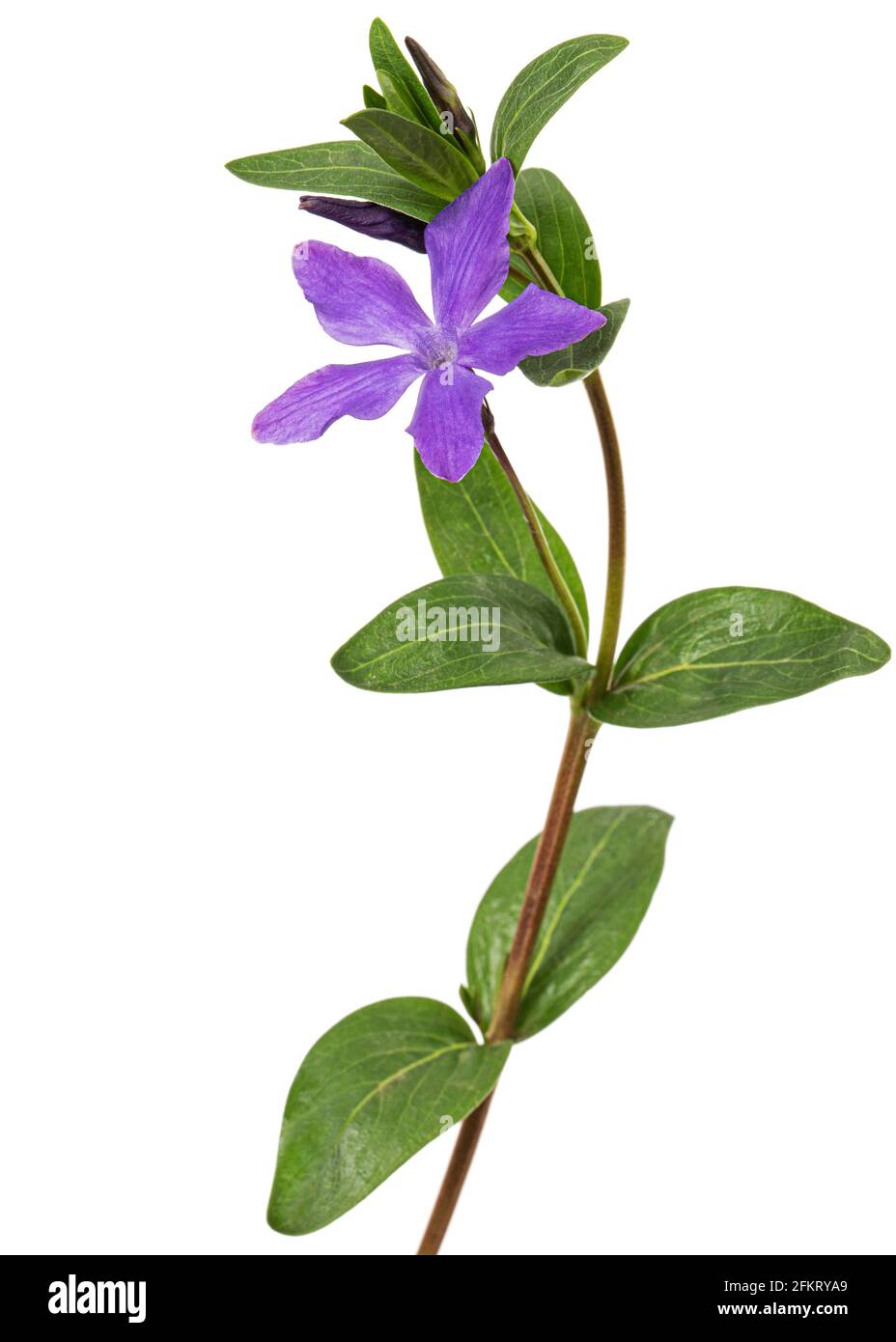 Violet flower of periwinkle, lat. Vinca, isolated on white background ...