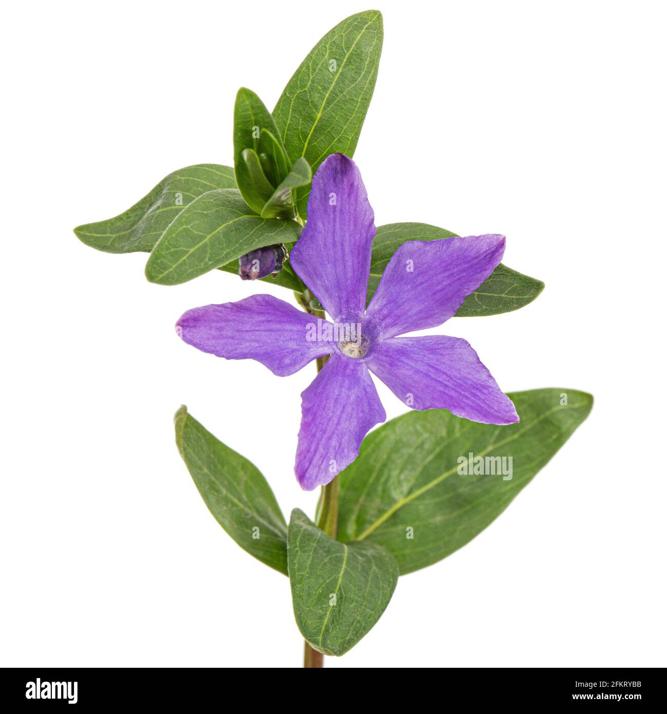 Violet flower of periwinkle, lat. Vinca, isolated on white background ...