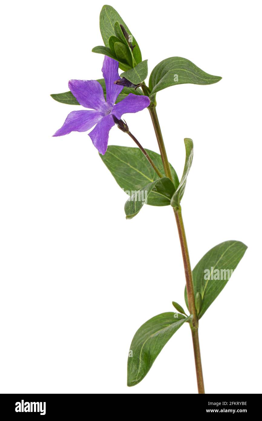 Violet flower of periwinkle, lat. Vinca, isolated on white background ...