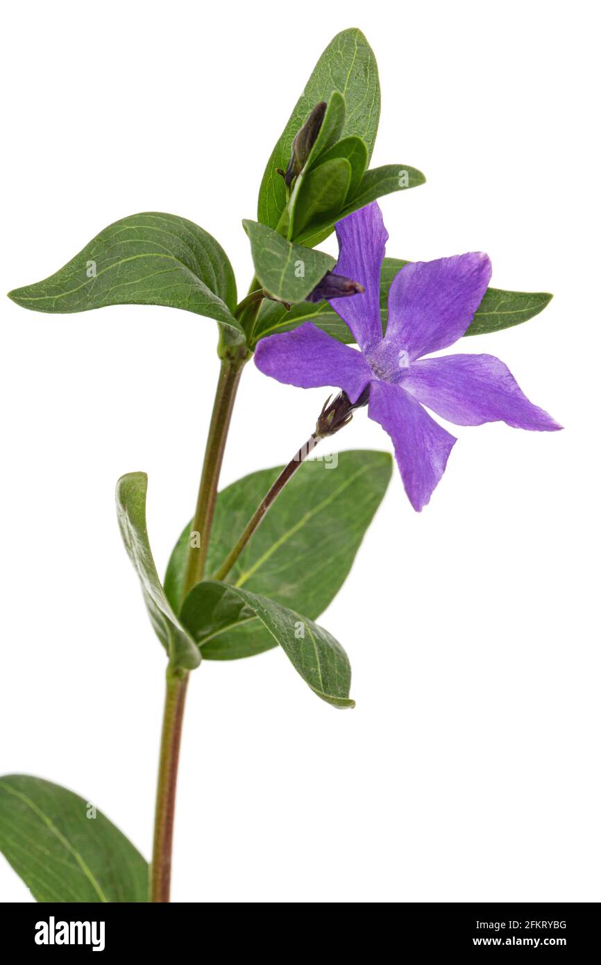 Violet flower of periwinkle, lat. Vinca, isolated on white background ...