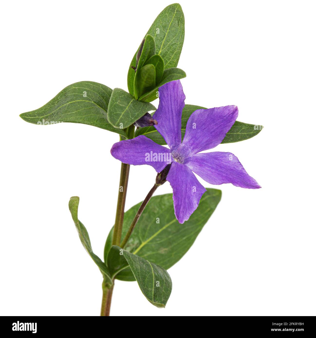 Violet flower of periwinkle, lat. Vinca, isolated on white background ...