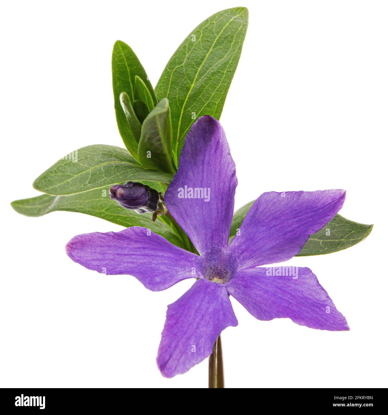 Violet flower of periwinkle, lat. Vinca, isolated on white background ...