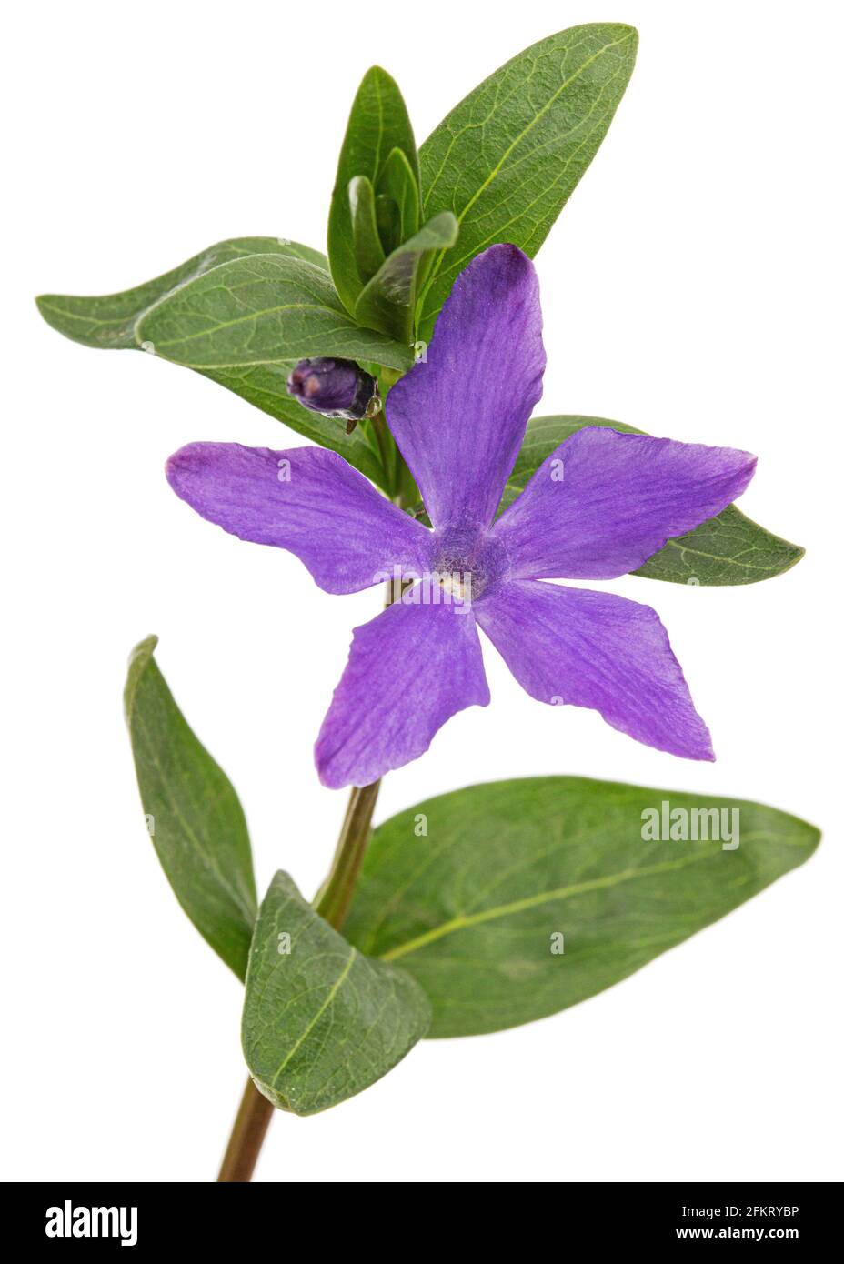 Violet flower of periwinkle, lat. Vinca, isolated on white background ...