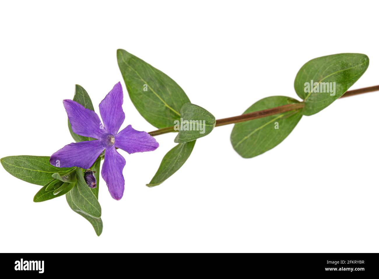 Violet flower of periwinkle, lat. Vinca, isolated on white background ...