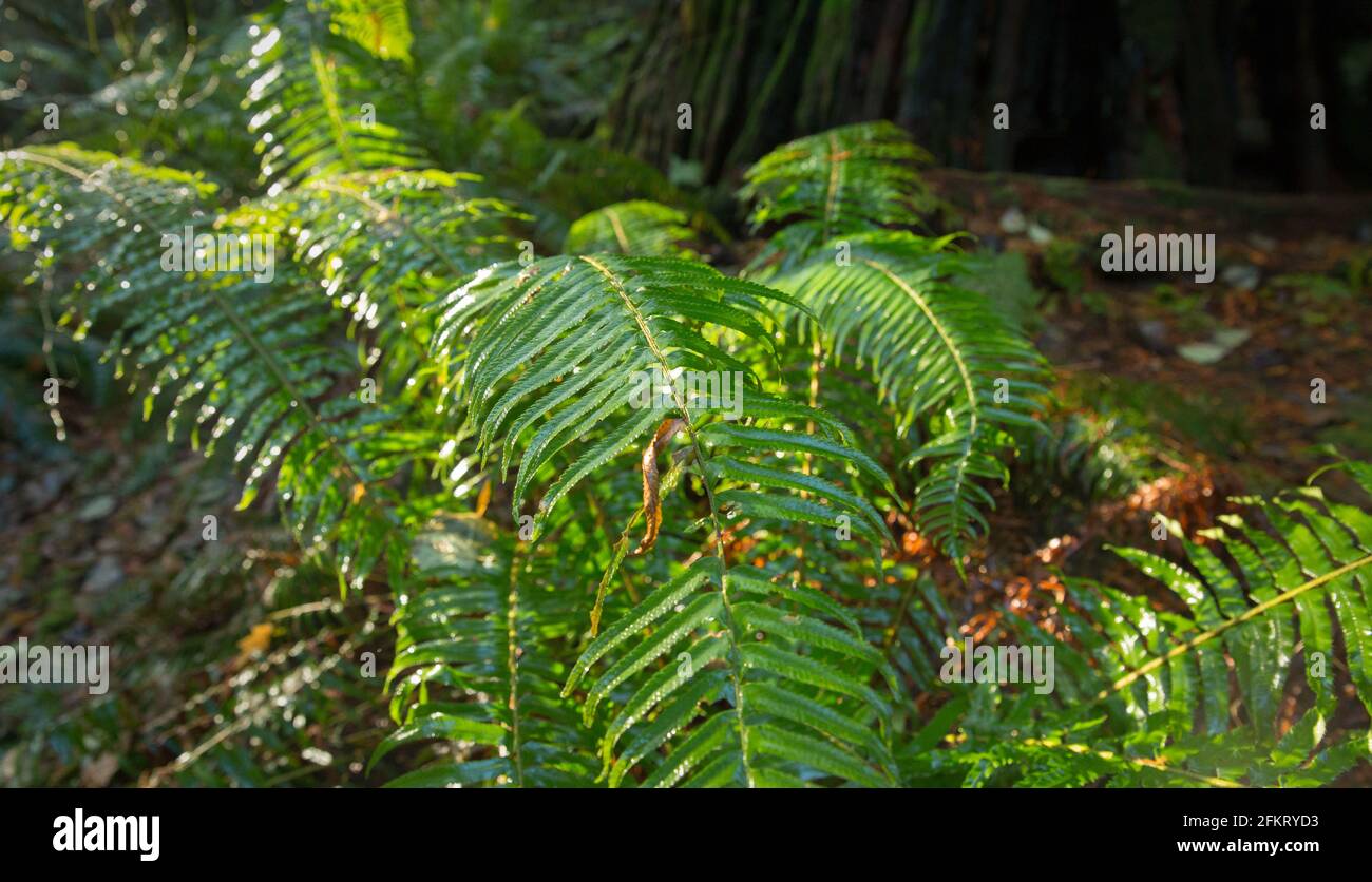 Damp Forest Ferns. Ferns on a temperate rainforest floor of the Pacific ...