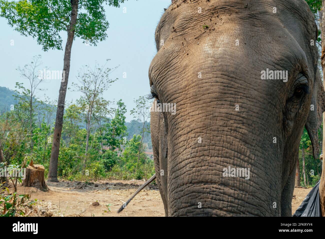 Asian elephant scenery wild hi-res stock photography and images - Alamy