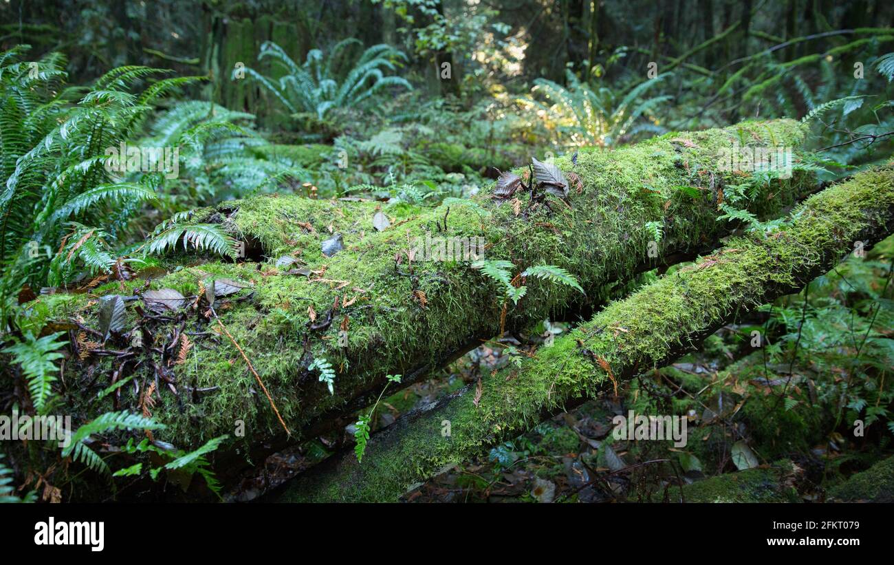 Mossy Logs and Forest Ferns. Fallen mossy logs on a temperate ...