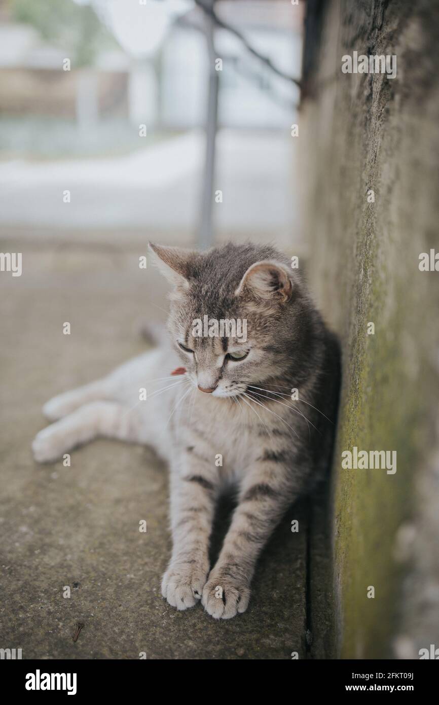 Tabby cat relaxing in a corner outside while looking down with ...