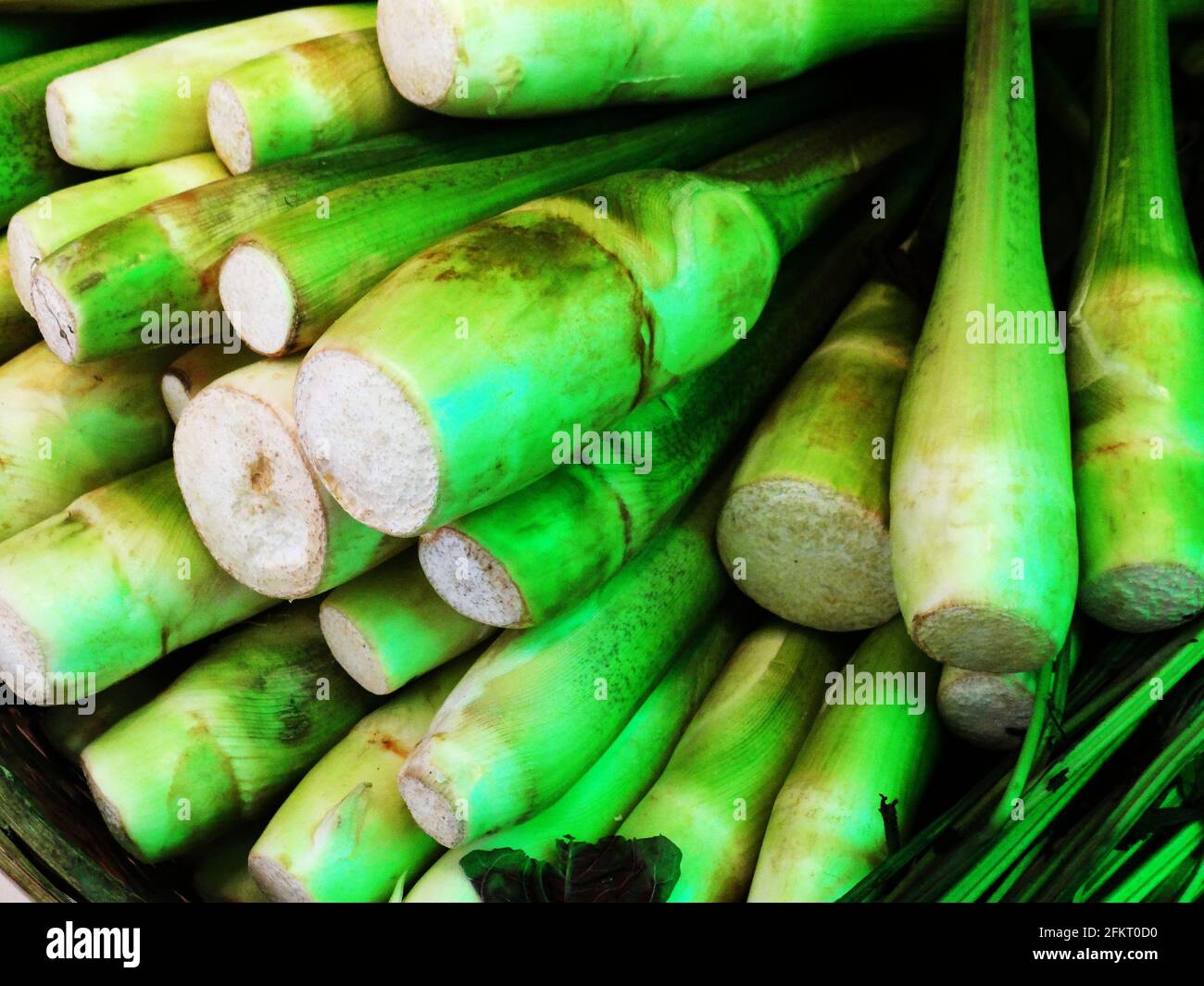 Fresh water bamboo shoots Stock Photo - Alamy