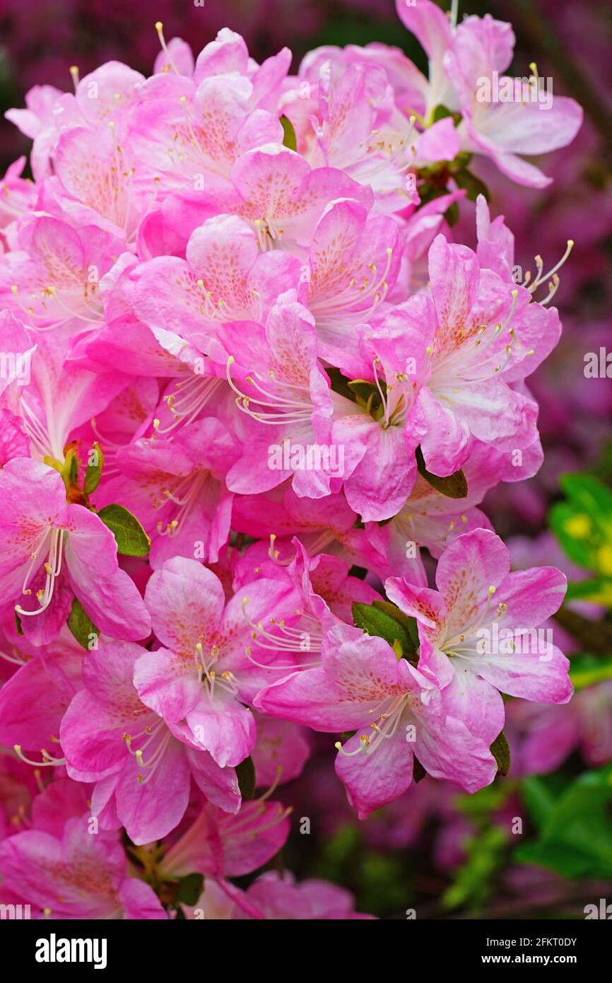 Pink azalea flower bush in the spring garden Stock Photo - Alamy
