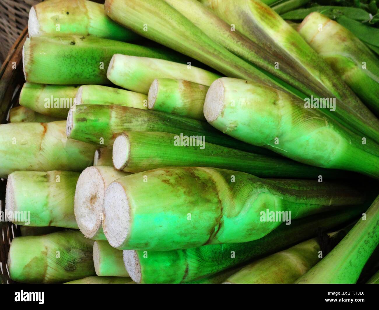 Water bamboo hi-res stock photography and images - Alamy