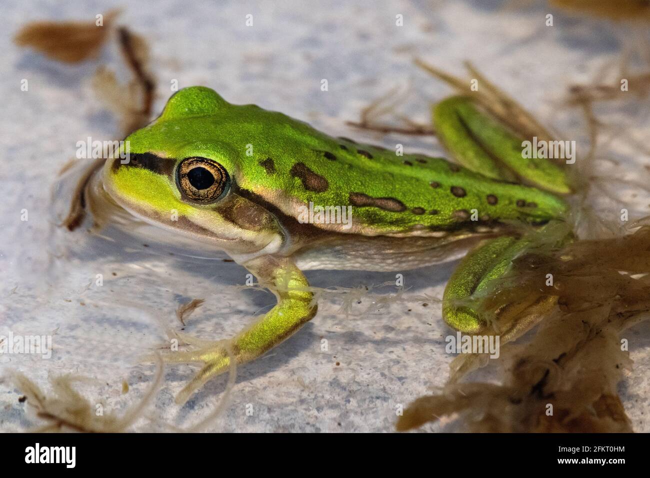 Metamorph of Growling Grass Frog Stock Photo - Alamy