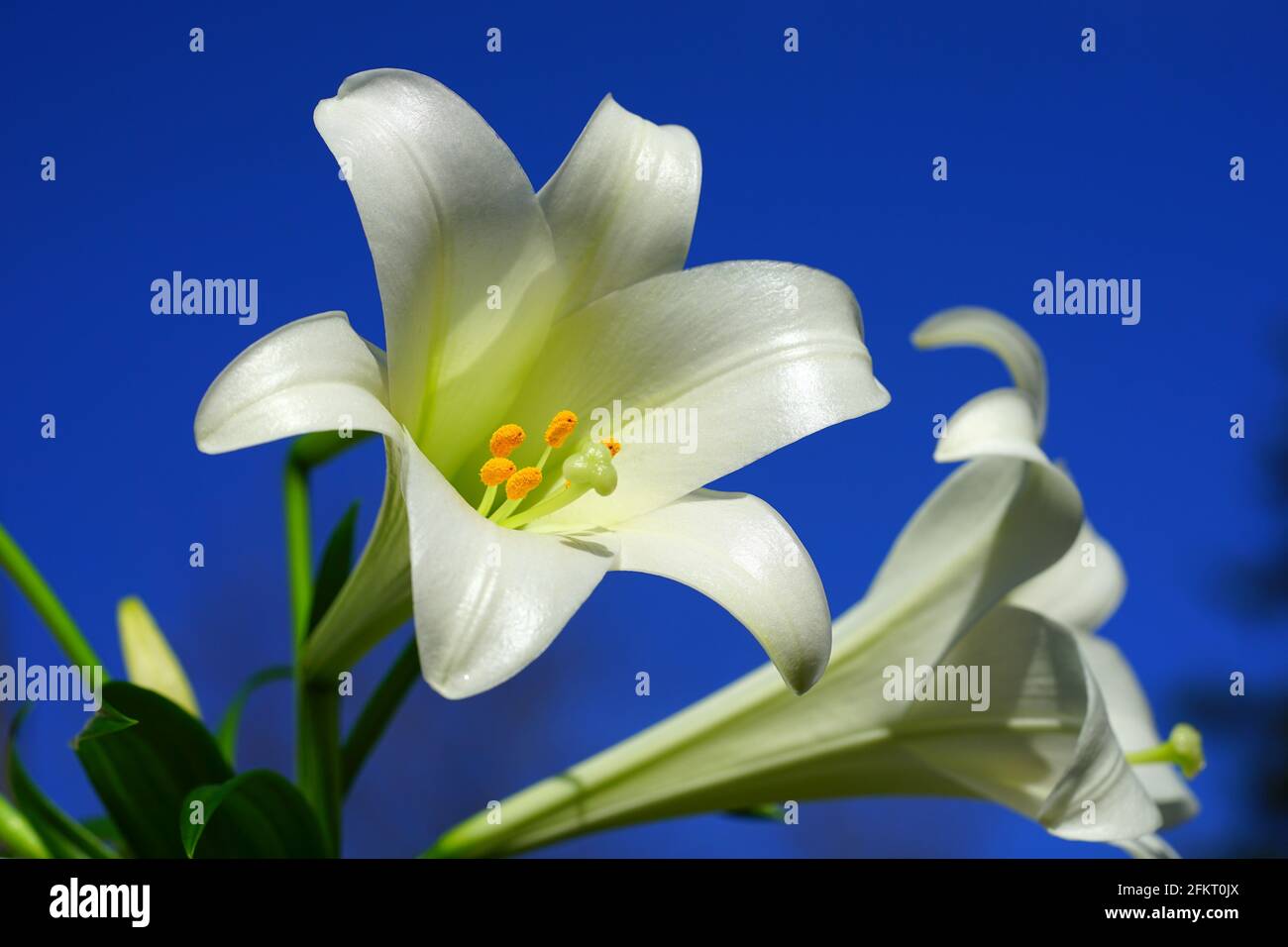 Fragrant white and yellow trumpet flowers of Easter Lily flowers ...
