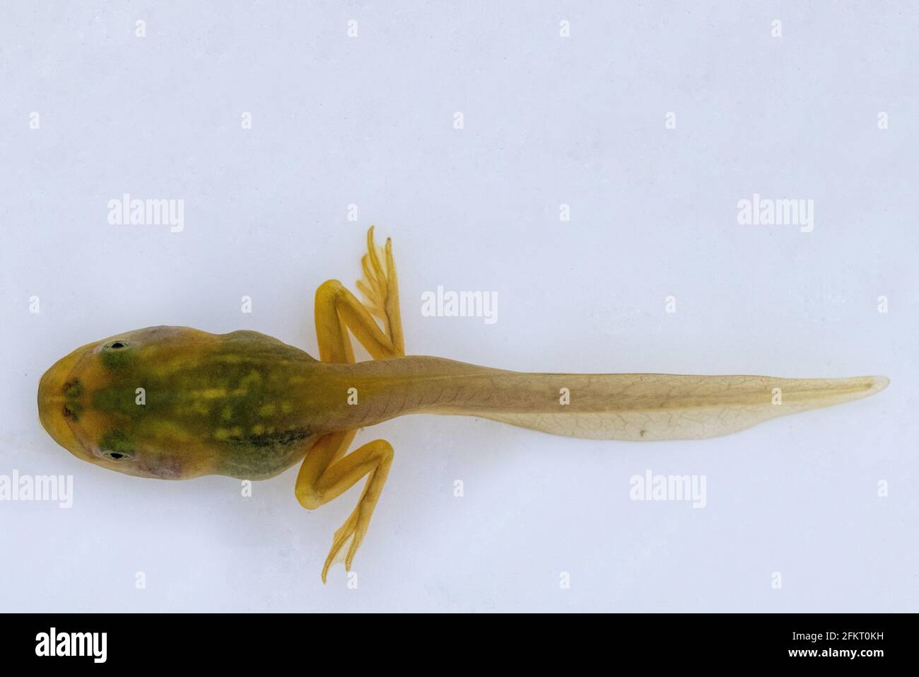 Growling grass frog hi-res stock photography and images - Alamy