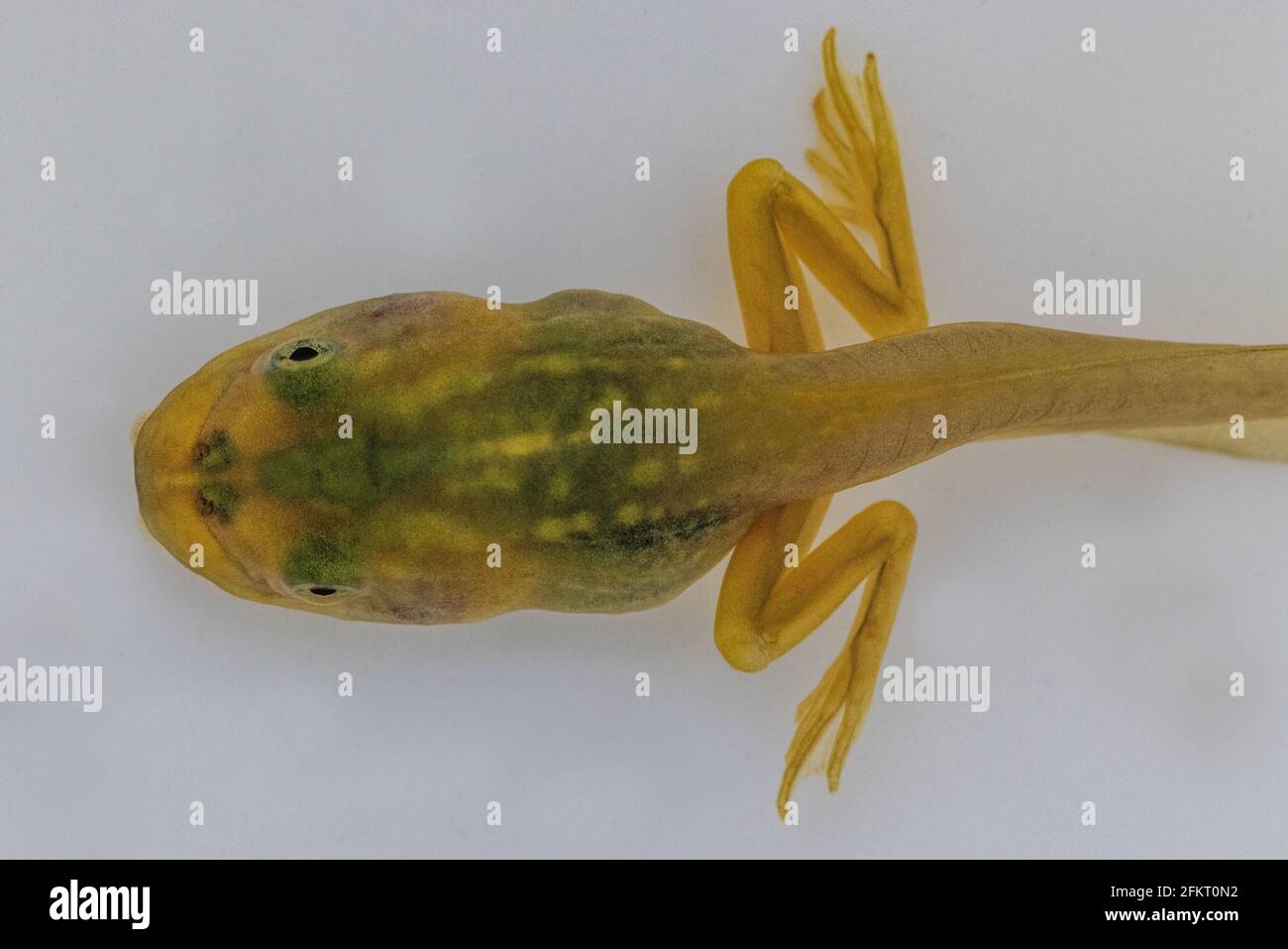 Growling Grass Frog Tadpole Stock Photo - Alamy