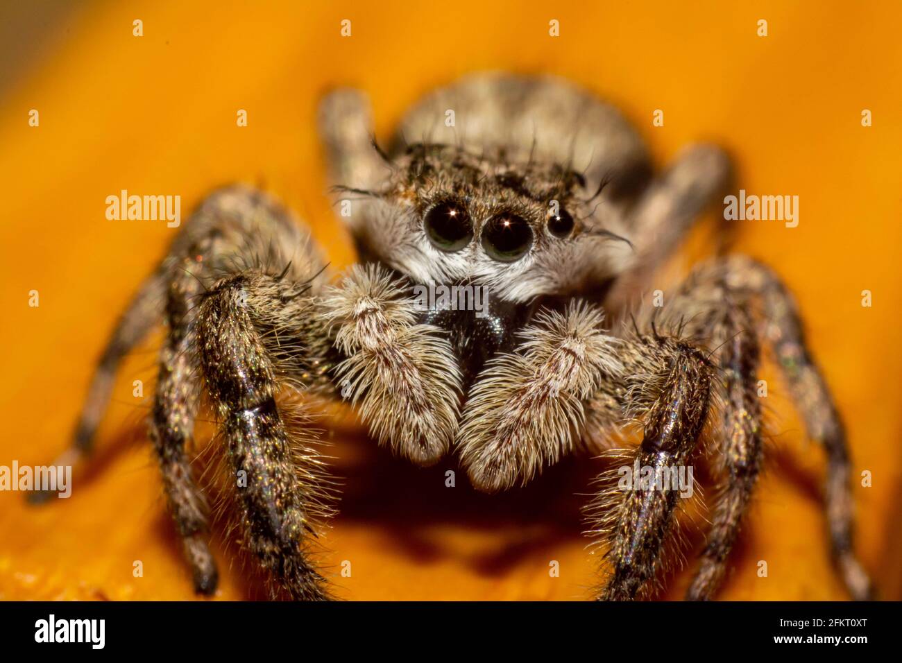 Macro Grey jumping spider Stock Photo - Alamy
