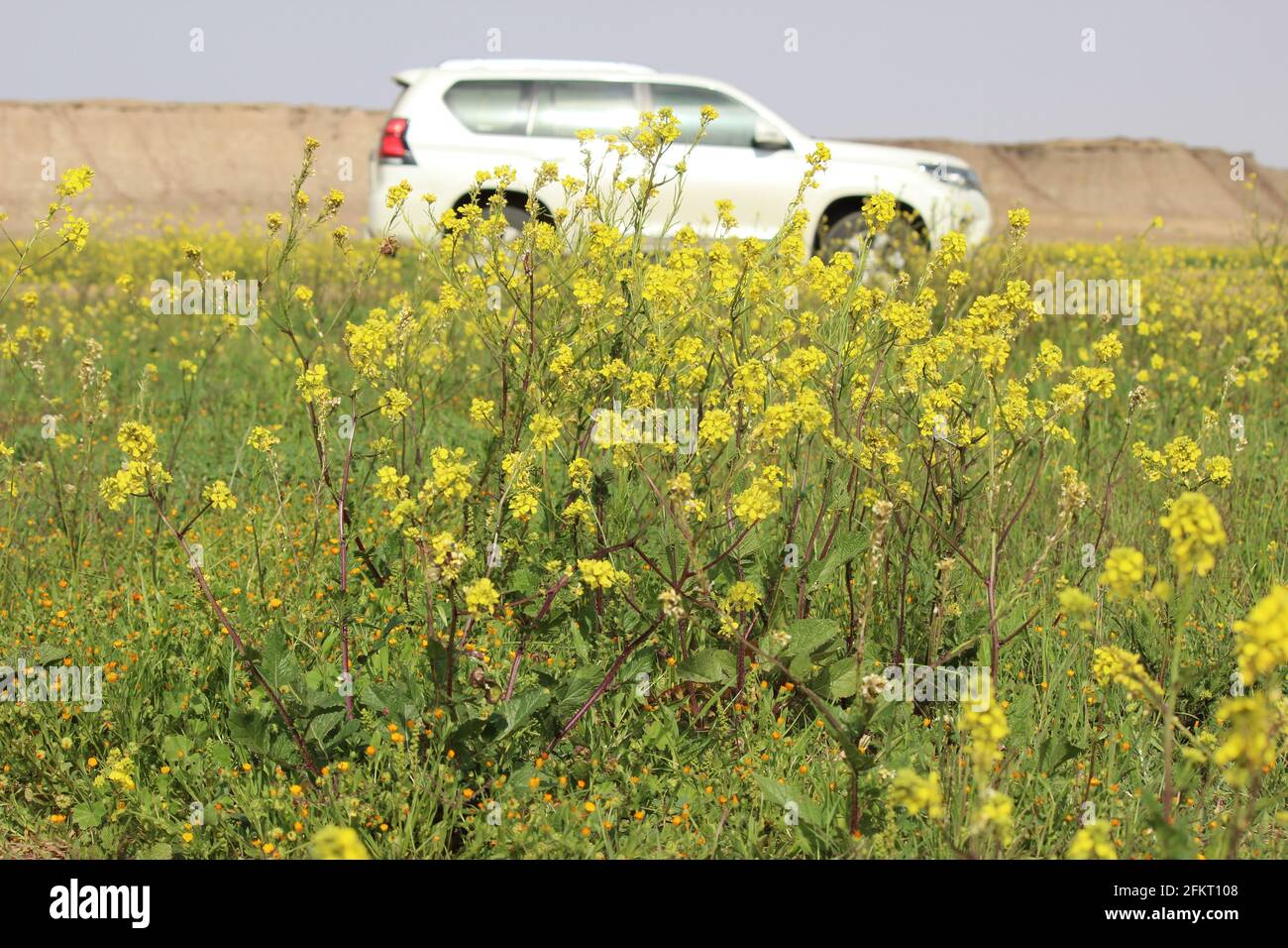 Toyota prado white hi-res stock photography and images - Alamy