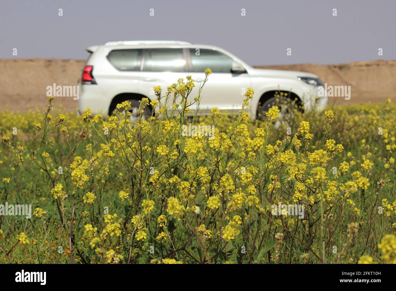 Toyota prado white hi-res stock photography and images - Alamy