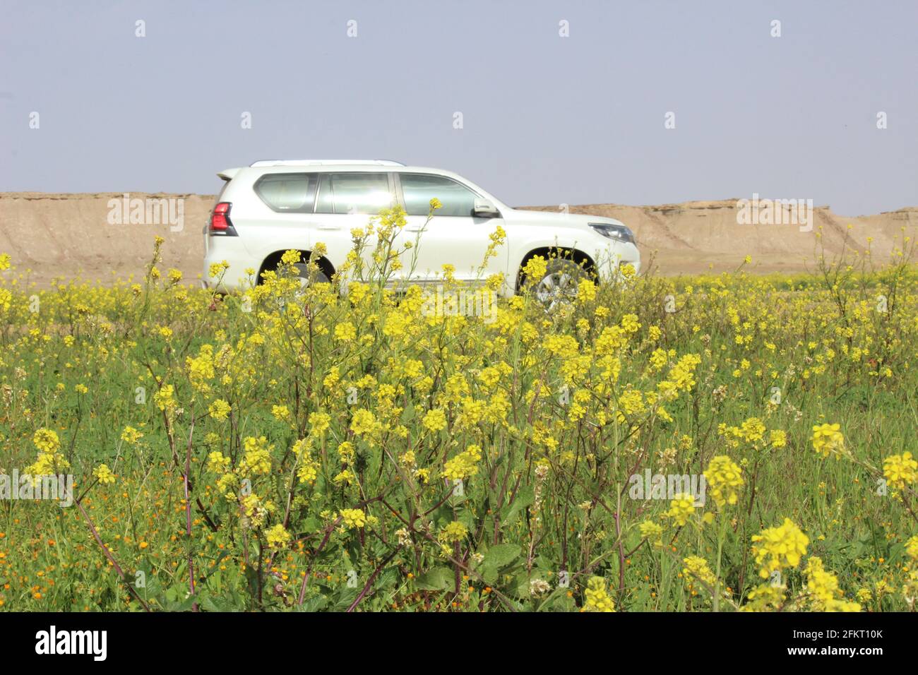 Toyota prado white hi-res stock photography and images - Alamy