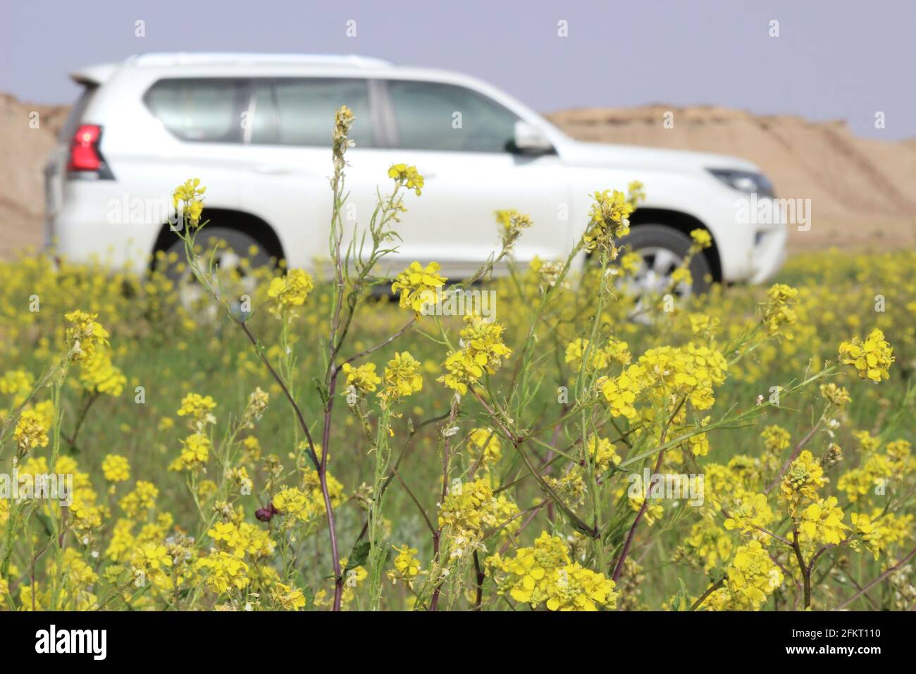 Toyota prado white hi-res stock photography and images - Alamy