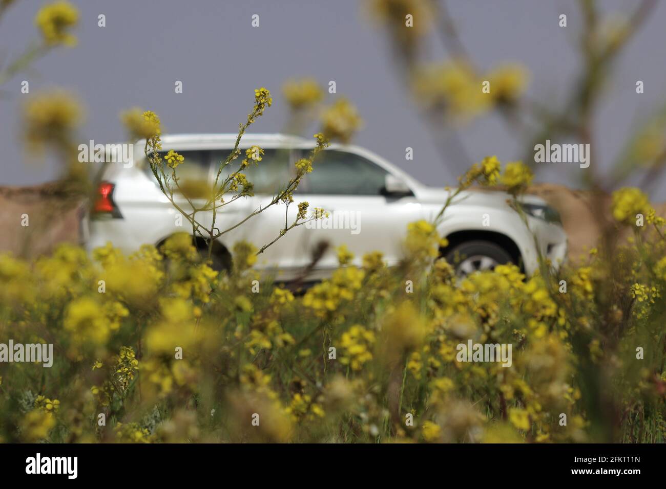 Toyota prado white hi-res stock photography and images - Alamy