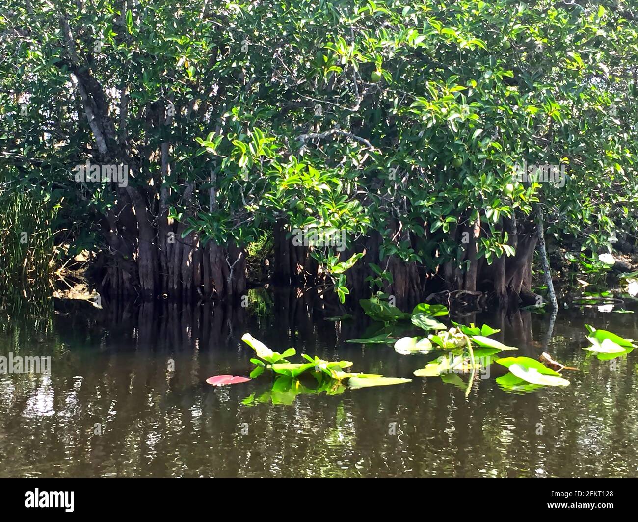 Scenic mangrove forest and green leaves floating on the water surface ...
