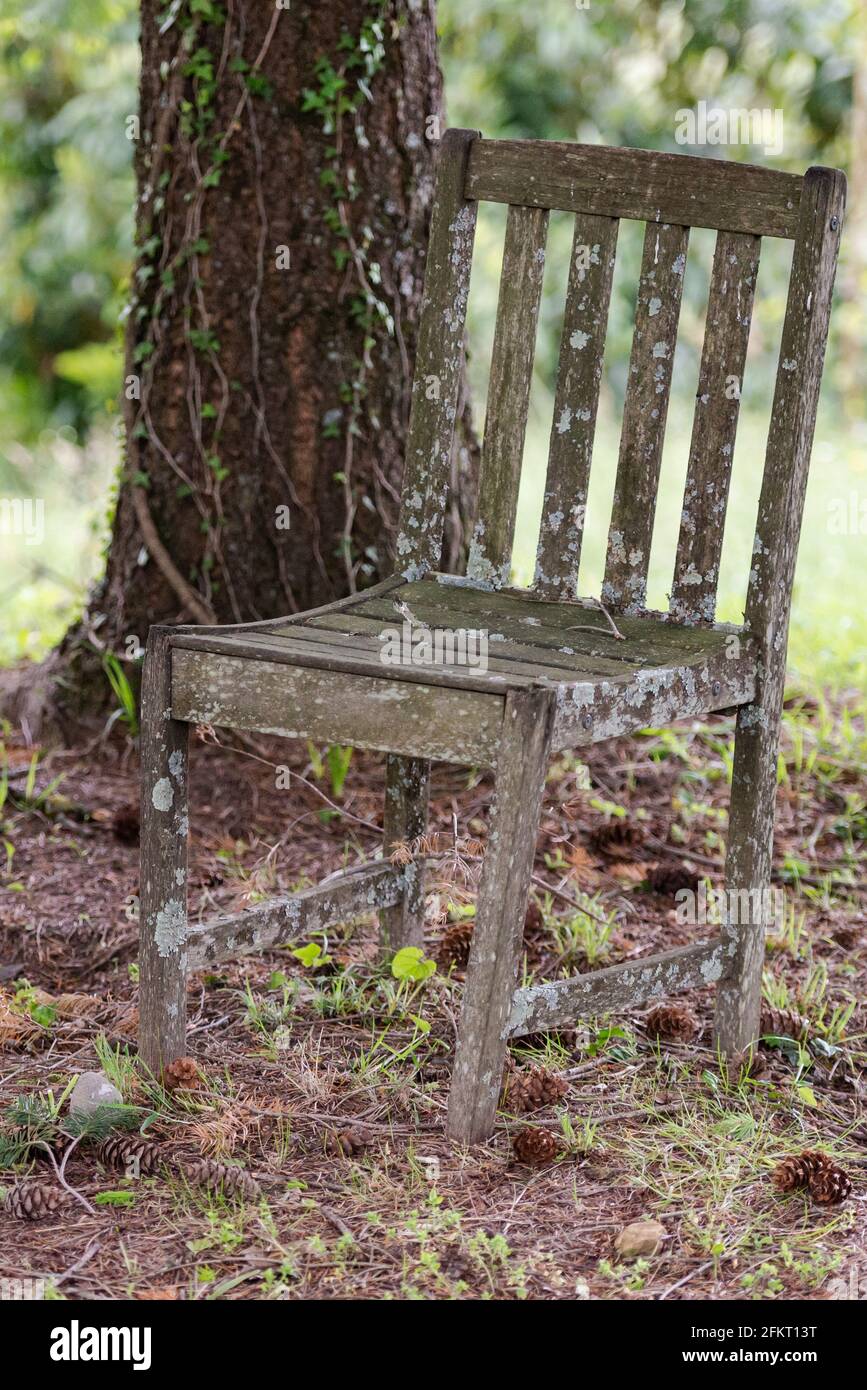 An old chair under a tree. The decayed chair under the pine tree was ...