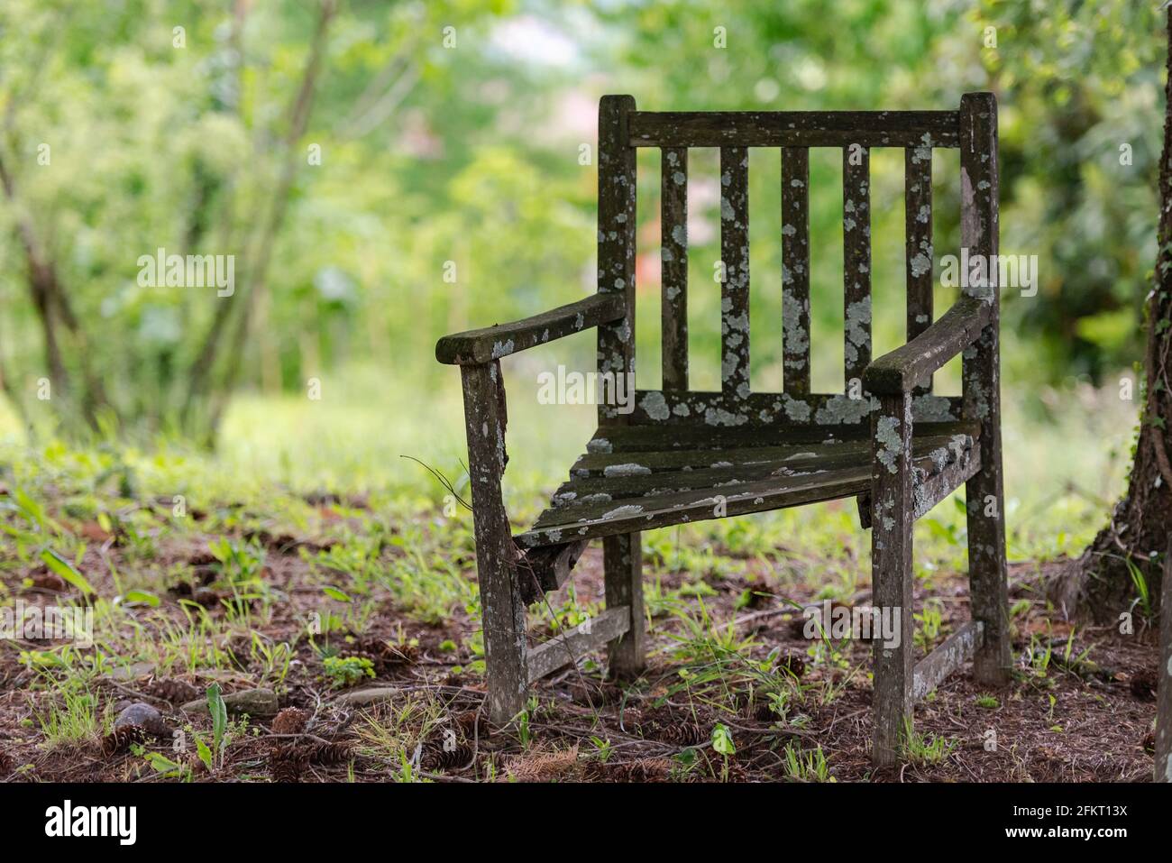 An old chair under a tree. A crooked broken chair under a pine tree ...