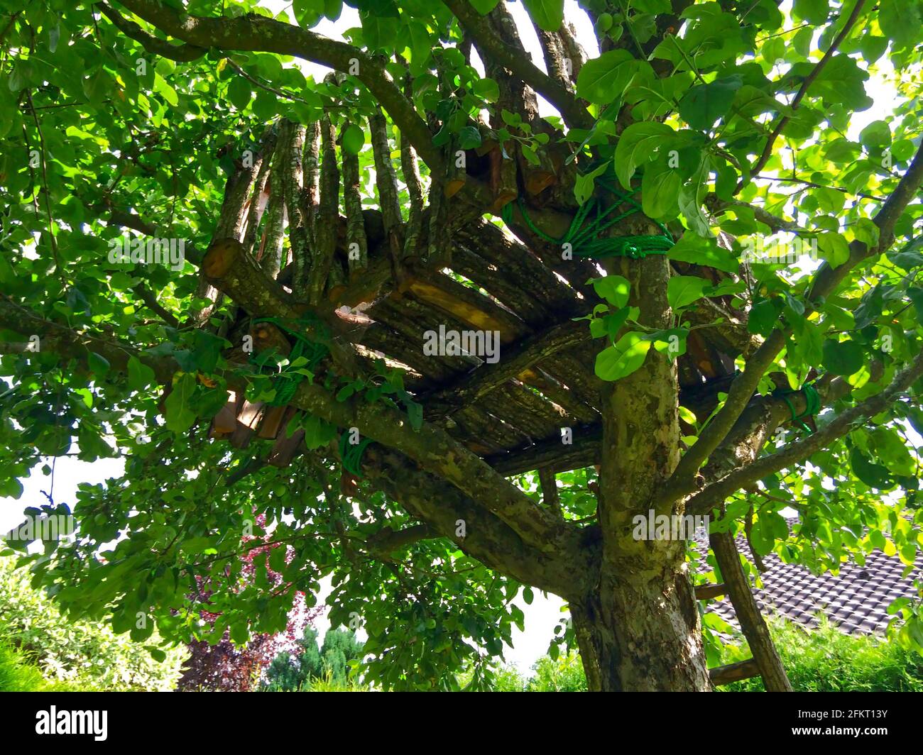 Low angle view of a small wooden hut on the deciduous tree Stock Photo ...