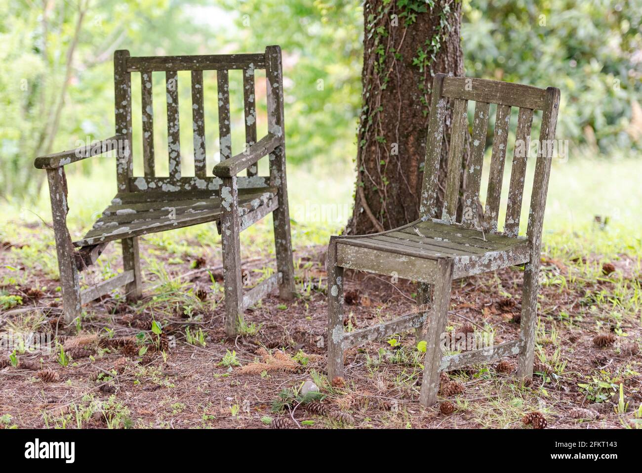 Old chairs under a tree. Very old chairs covered with moss stand under ...