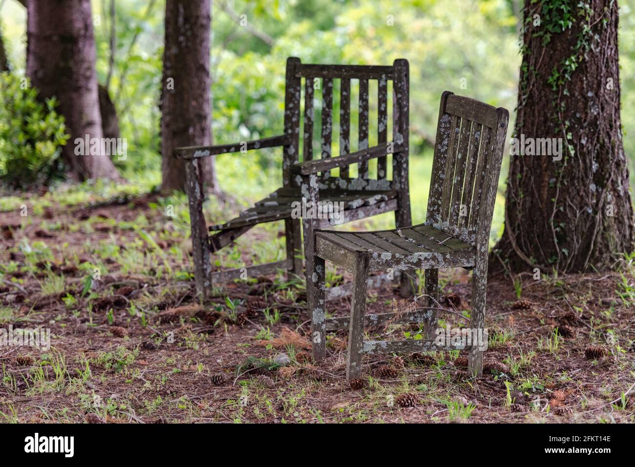 Old chairs under a tree. Very old chairs covered with moss stand under ...