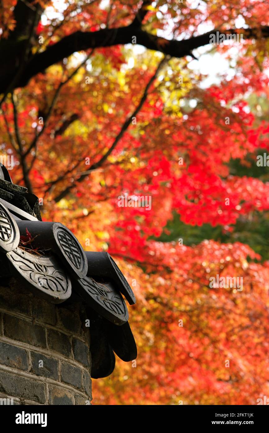 Maple trees with multicolored leaves in an ancient wall Stock Photo - Alamy