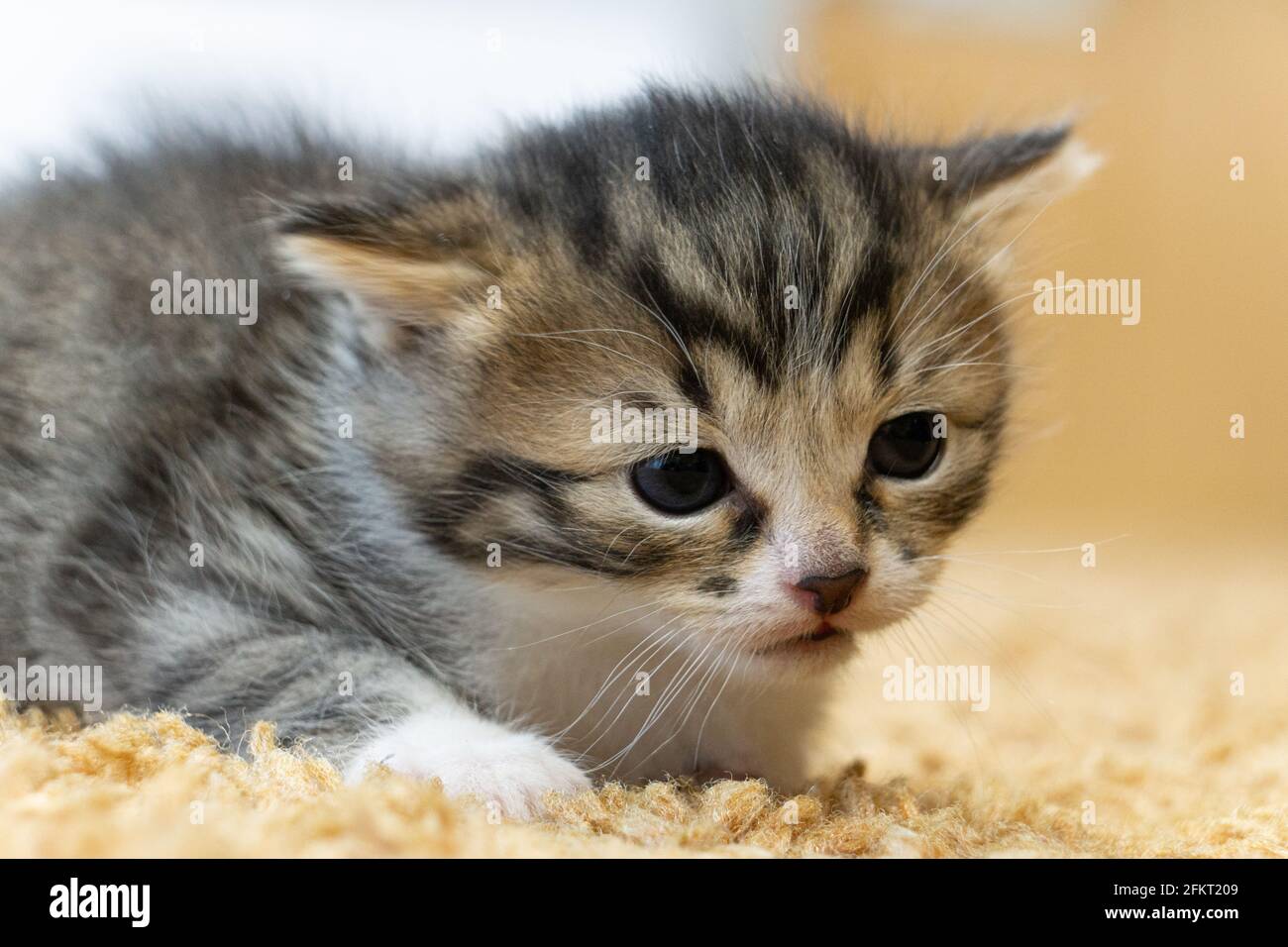 Portrait of a baby cat cat. A cat with floppy ears. kittten Stock Photo ...