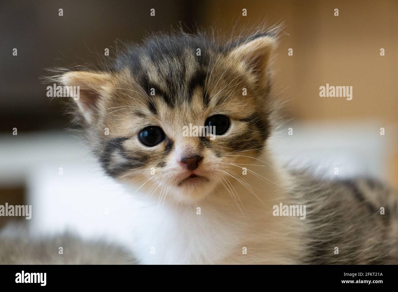 Portrait of a baby cat cat. A cat with floppy ears. kittten Stock Photo ...