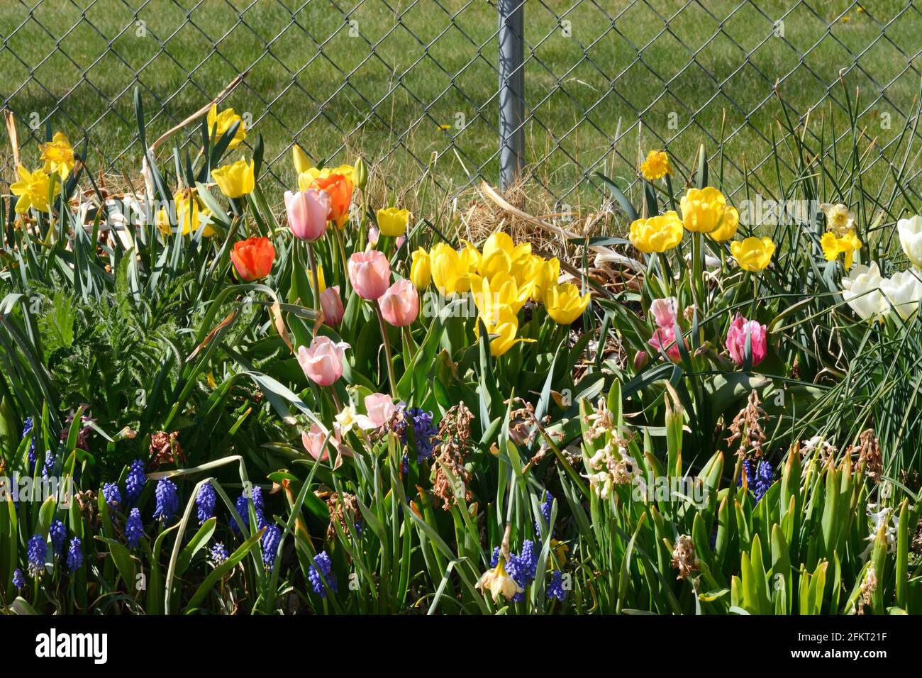 Spring flowers blooming in garden in front of chain link fence Stock ...