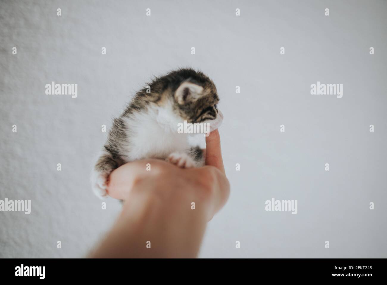 Baby tabby cat looking aside while sitting in owner's palm Stock Photo ...