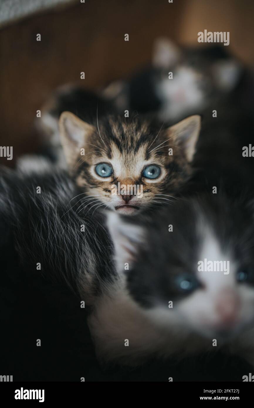Selective focus shot of a scared baby tabby cat with blue eyes staring ...