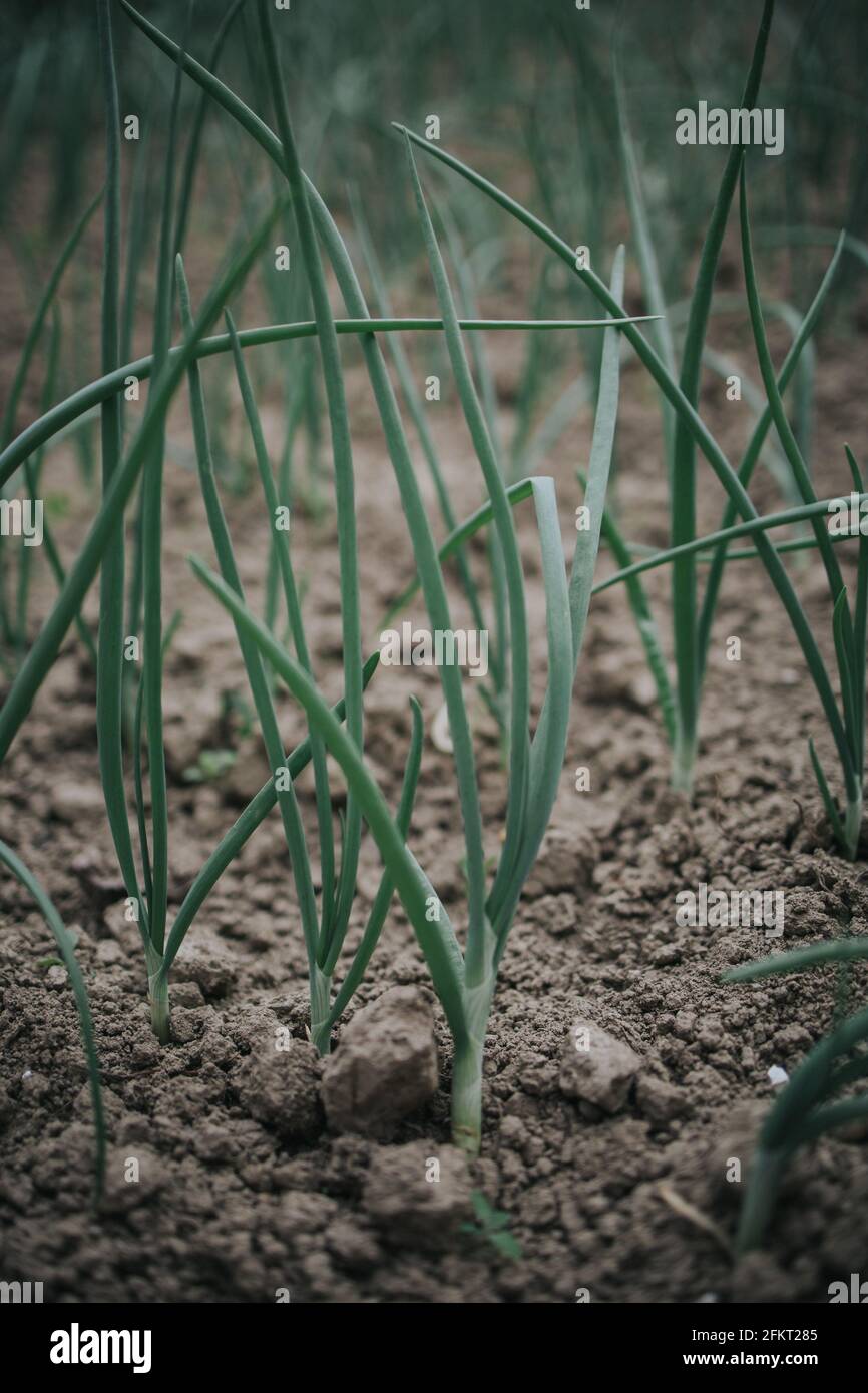 Vertical shot of saplings planted in the ground in a farm Stock Photo ...