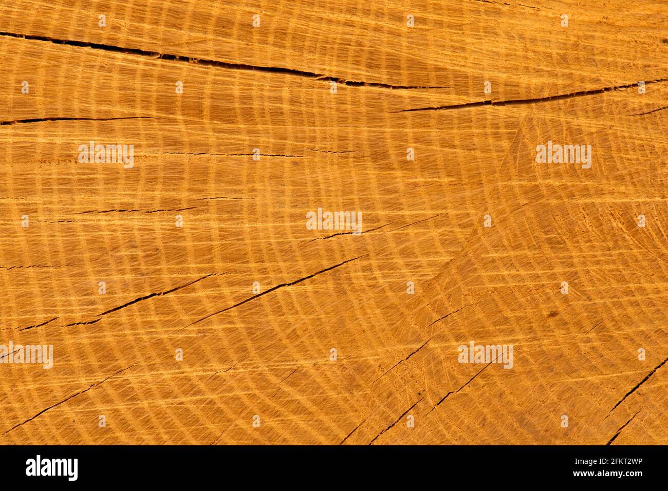 Oregon white oak tree hi-res stock photography and images - Alamy