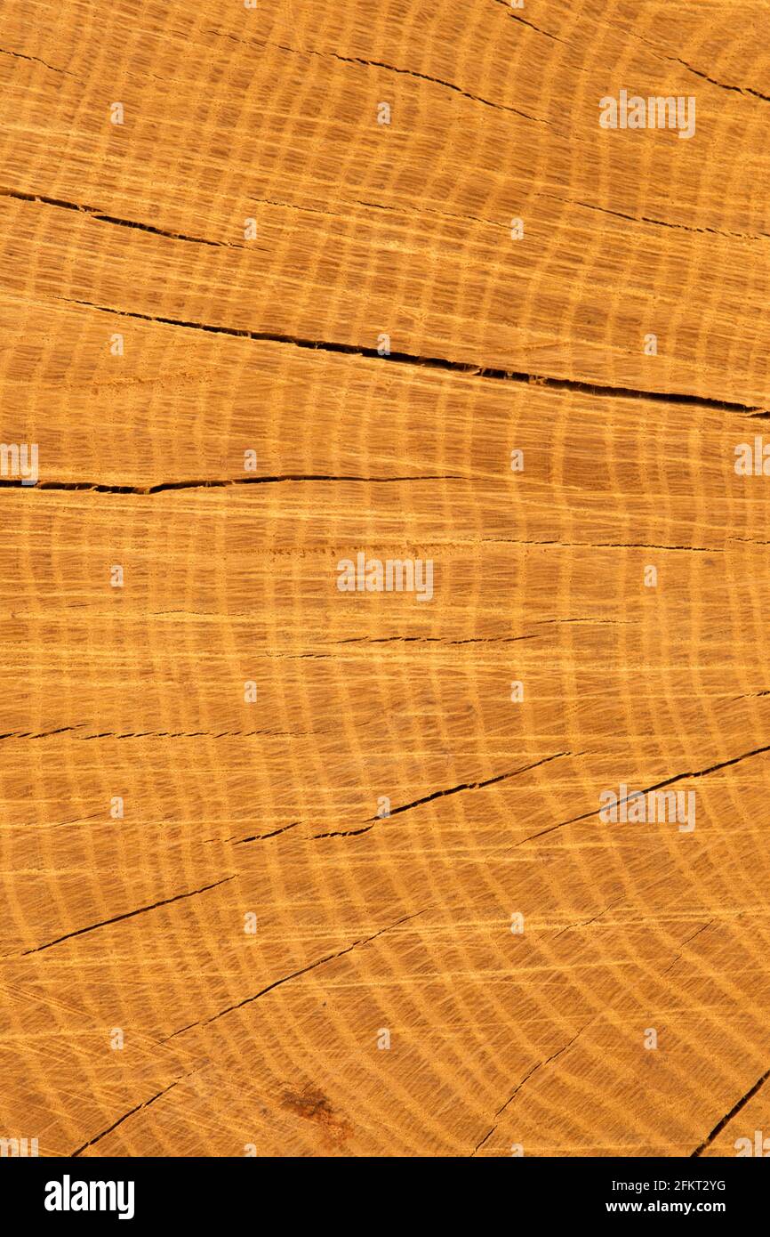 Oregon white oak tree rings, Bushs Pasture Park, Salem, Oregon Stock ...