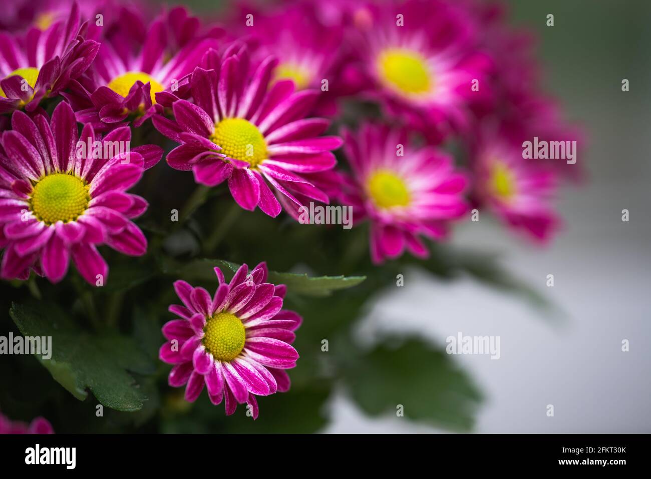 Purple Chrysanthemum (purple mums cluster) close up in light soft blur ...