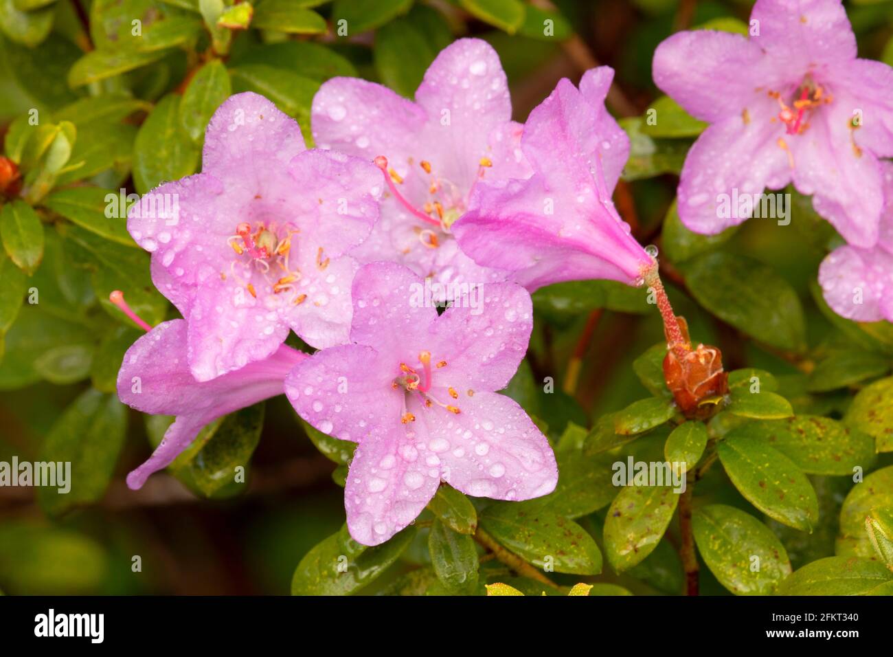 Azalea in bloom, The Rhododendron Garden, Hendricks Park, Eugene ...